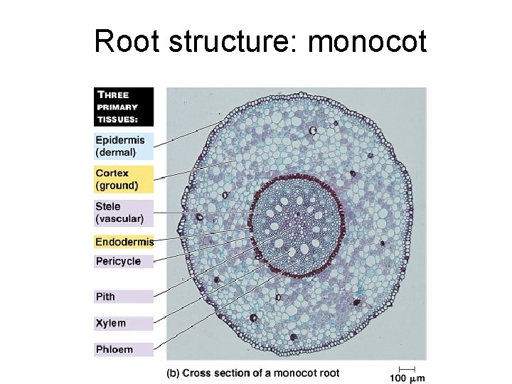 Plant Cell and Anatomy AICE Biology Characteristics of