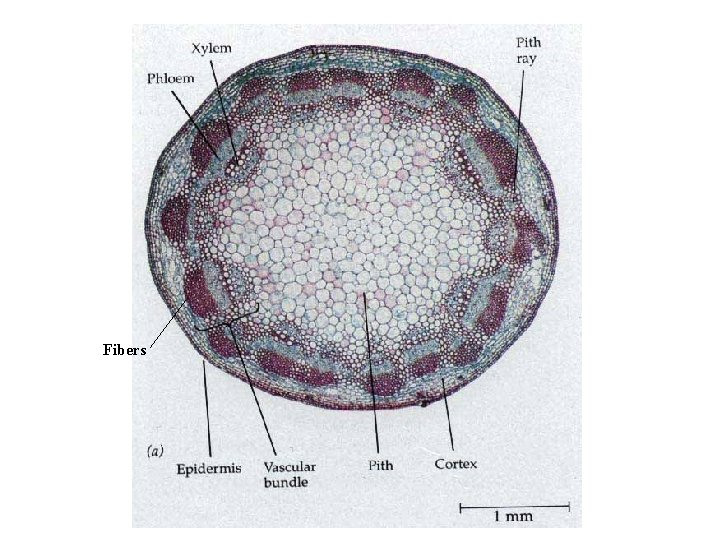 Plant Cell and Anatomy AICE Biology Characteristics of
