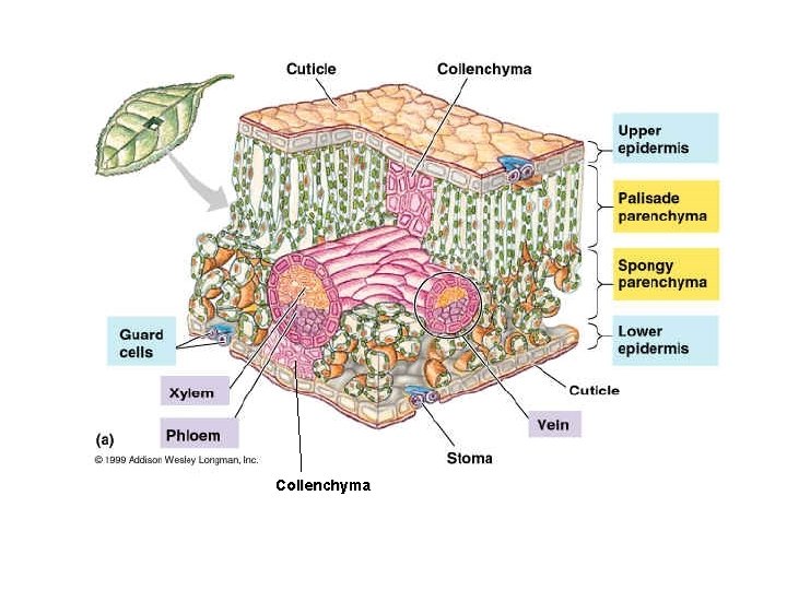 Plant Cell and Anatomy AICE Biology Characteristics of