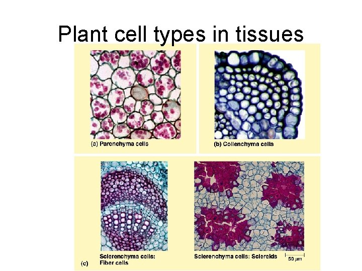 Plant Cell and Anatomy AICE Biology Characteristics of