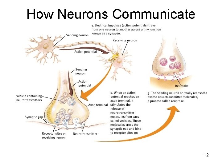 Biology and Behavior Chapter 3 1 Neural Communication