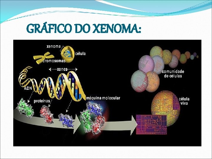 XENOMA HUMANO E BIOTICA TRABALLO ELABORADO POR q