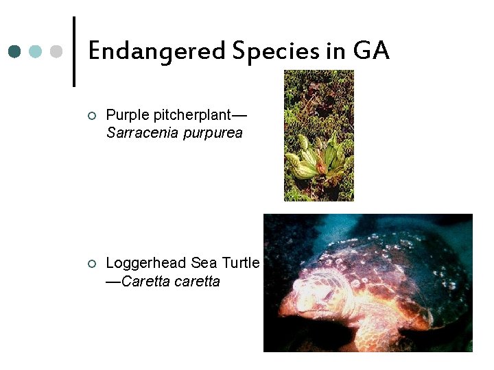 Human Impact Chapter 6 Loss of Biodiversityvariety of