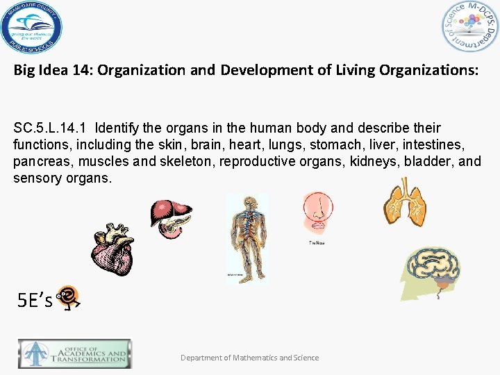 Human Body Organs and Functions Connections to Gr