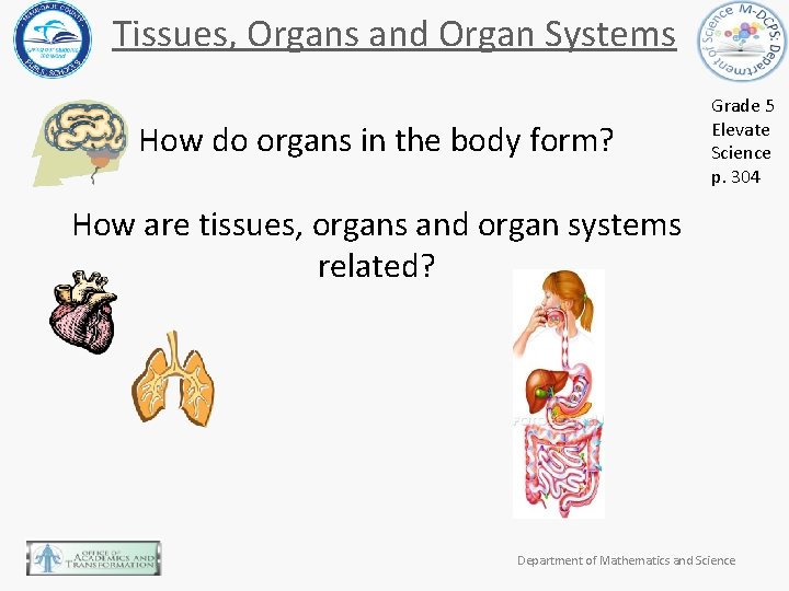Human Body Organs and Functions Connections to Gr
