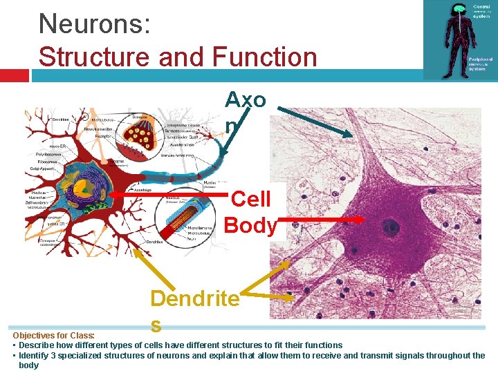 STRUCTURE FUNCTION OF THE NERVOUS SYSTEM Biology 9