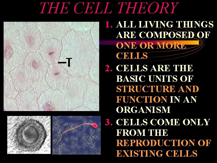 The Cell Theory and Membrane Transport HEADINGS IMPORTANT