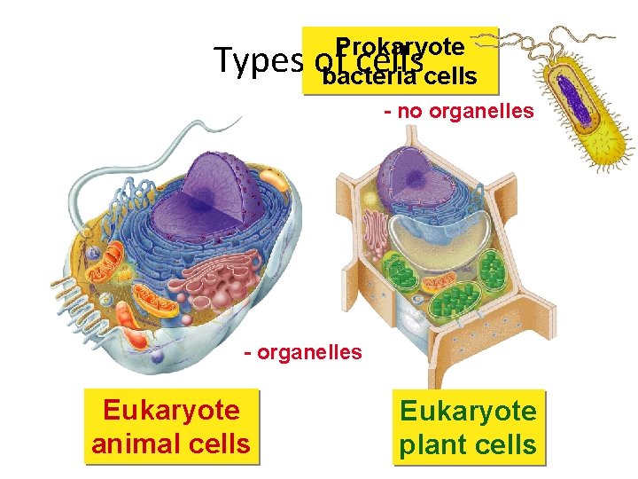 Photo Album by Darcy Plant and Animal Cells