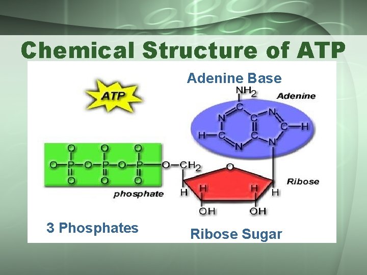 Cellular Respiration Mitochondria The matrix where 3 carbon