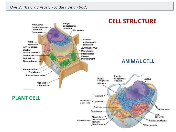 UNIT 2 THE ORGANISATION OF THE HUMAN BODY