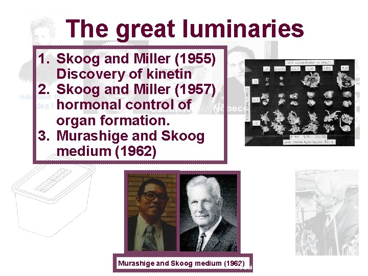 Plant Tissue Culture An excellent biological tool for