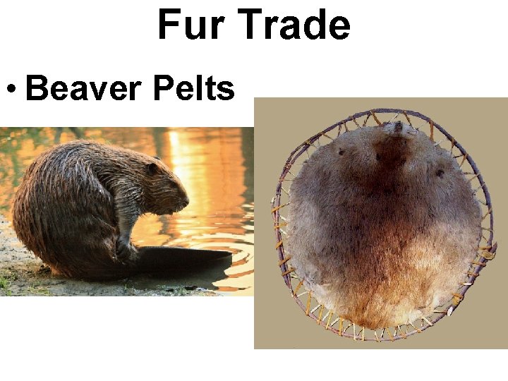 Western Expansion Manifest Destiny Fur Trade Beaver Pelts