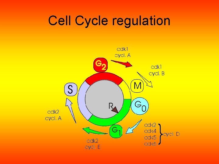 Review of the Cell Cycle How big is