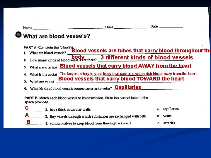 HW A Closer look at Blood Vessels worksheet