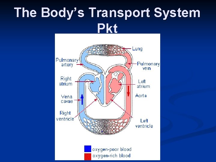 HW A Closer look at Blood Vessels worksheet