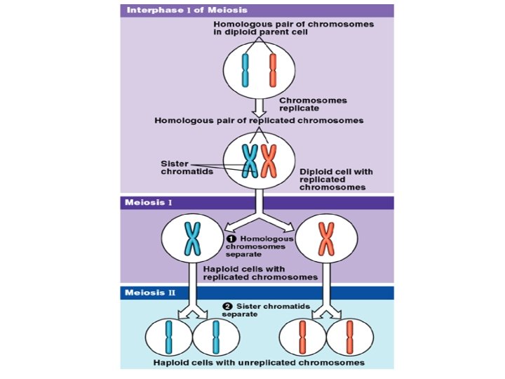 Meiosis Sexual Reproduction Cell Cycle In body cells