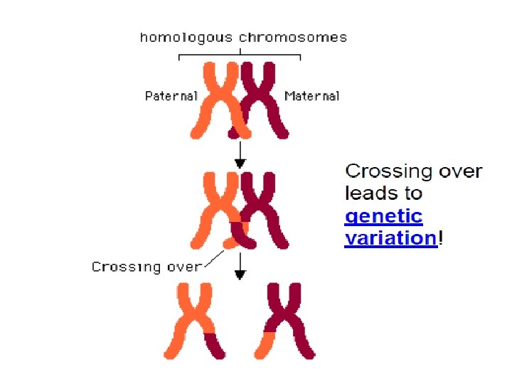 Meiosis Sexual Reproduction Cell Cycle In body cells
