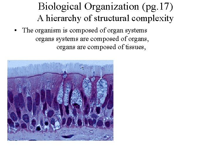 Introduction to Cell Physiology Slides by John R