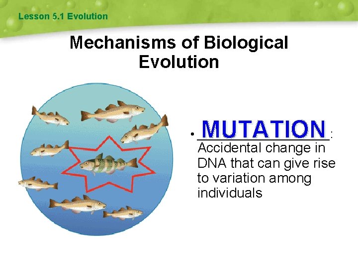 CHAPTER 5 Evolution and Community Ecology Black and