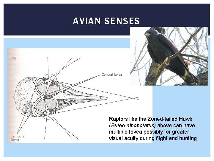 CHAPTER 7 SENSES BRAINS AND INTELLIGENCE Lecture Wednesday