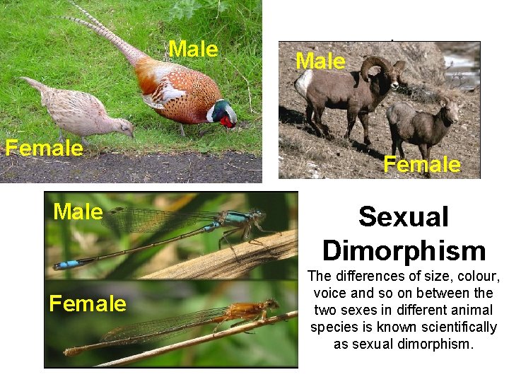 The Relationship Between Sexual Selection And Human Reproductive