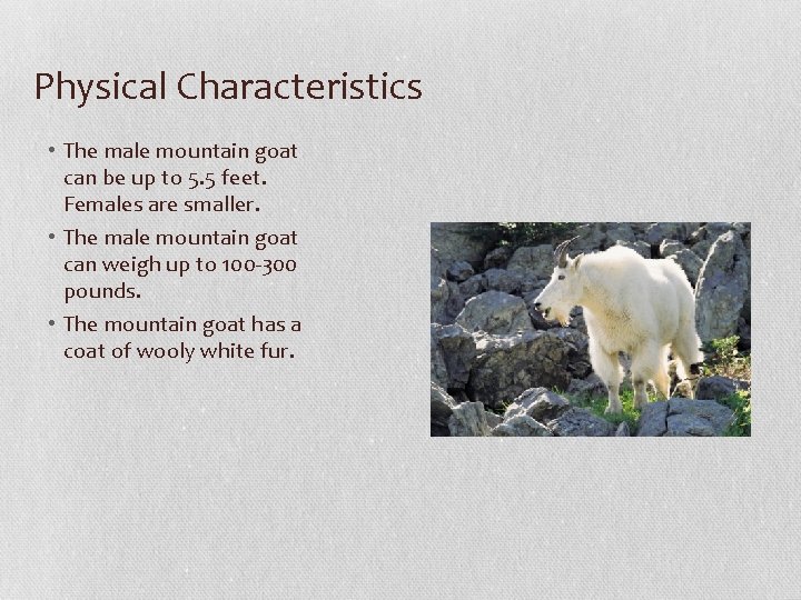 MOUNTAIN GOAT By Madison Physical Characteristics The male