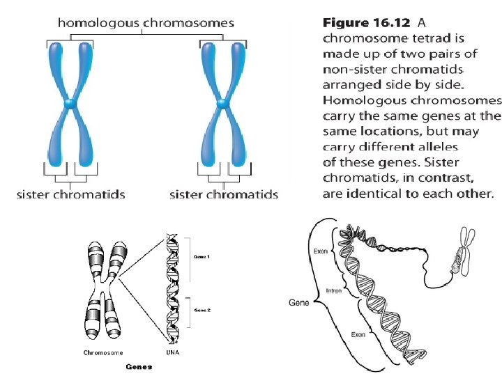 Unit 3 Cell Division Genetics and Molecular Biology