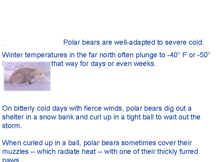 Animal Adaptations What Goes Where Adaptations in Bears