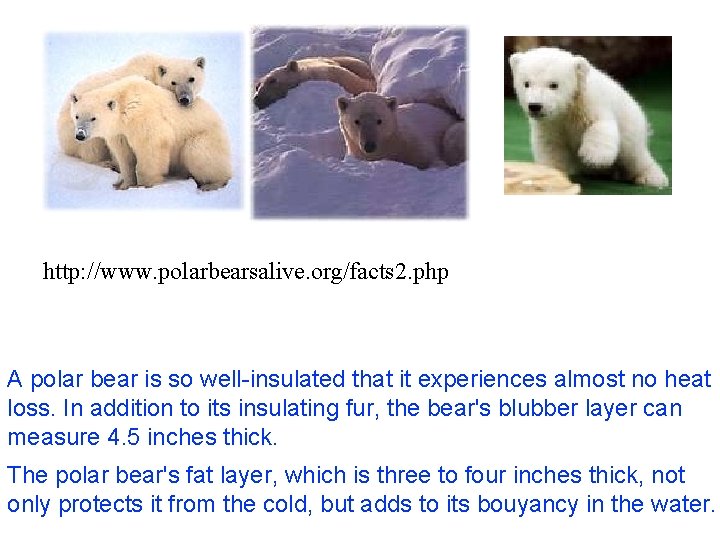 Animal Adaptations What Goes Where Adaptations in Bears