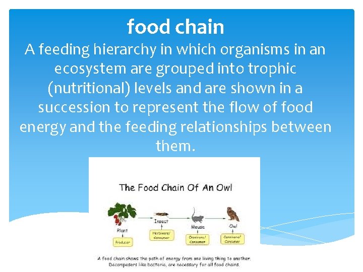 biodiversity The diversity of plant and animal life