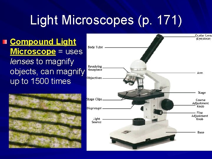 Biology 102113 Mrs Turgeon A positive attitude causes