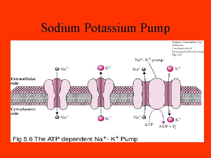 Movement of Materials Through The Cell Membrane Active