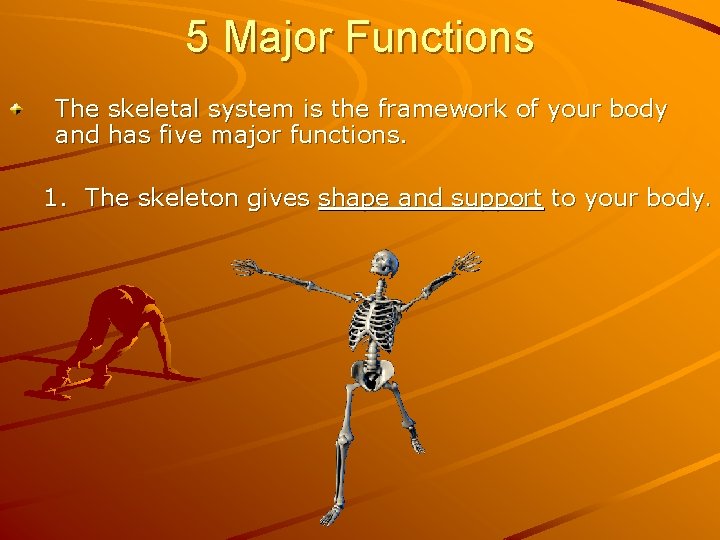 Human Body Systems Unit The Skeletal System The
