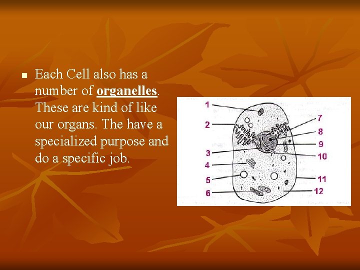 Cells The Basic Unit of Life Where does