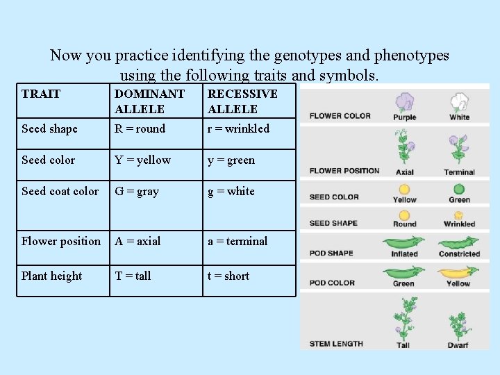 Disorders and Genetics Vocabulary Word GENE ALLELE HOMOZYGOUS