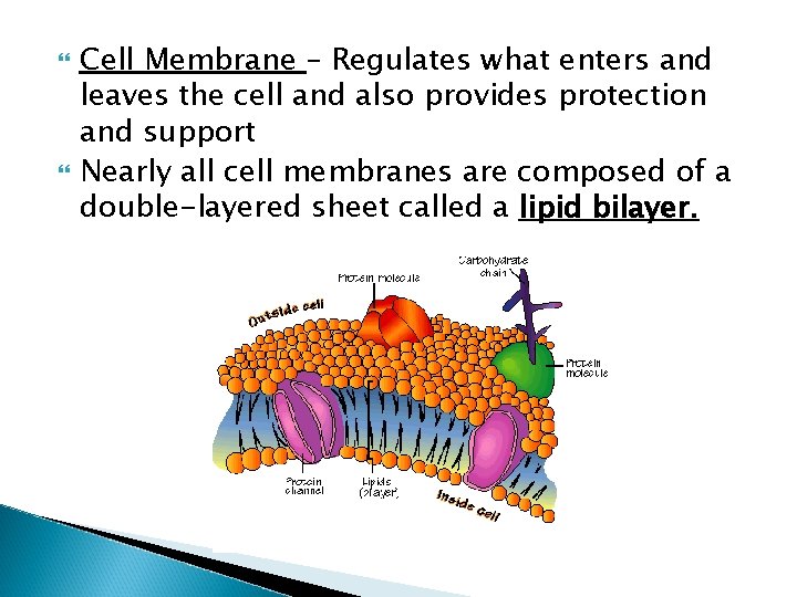 Osmosis Diffusion Cell Membrane Regulates what enters and