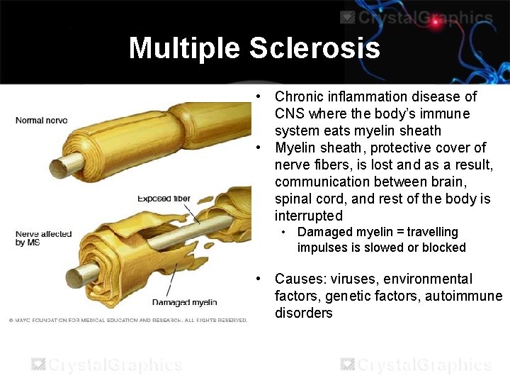 The Nervous System By Muhammad Butt Colin Ciszewski