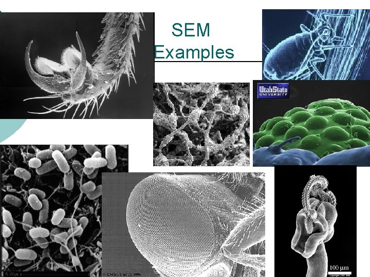 Tools For Detection of Microscopic Objects Dissecting Microscope