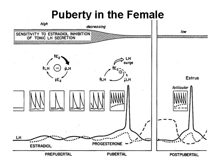 PUBERTY IN FEMALE AND MALE Puberty The ability
