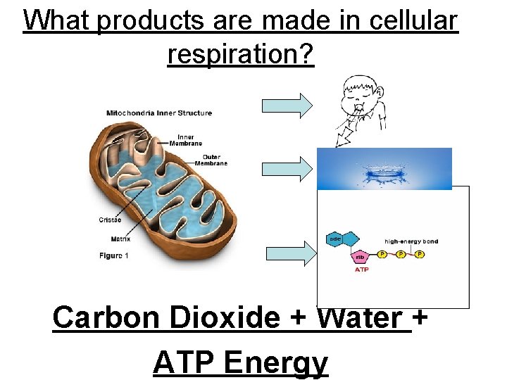 Cellular Respiration aka Aerobic Respiration Biology is so