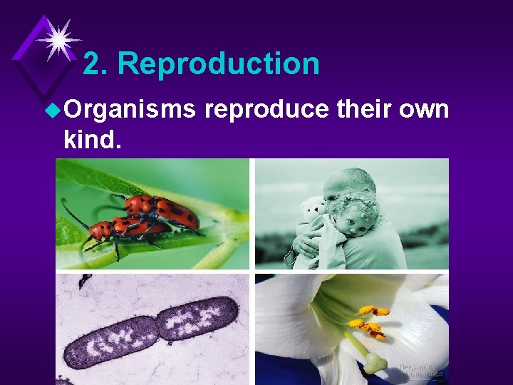 AP BIOLOGY Mrs Thomas Chapter 1 Introduction Themes