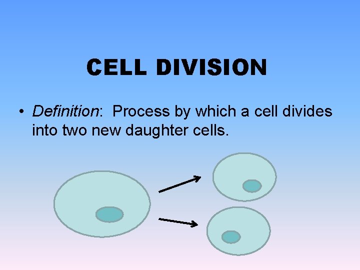 MITOSIS CELL DIVISION Notes and lab activity Why