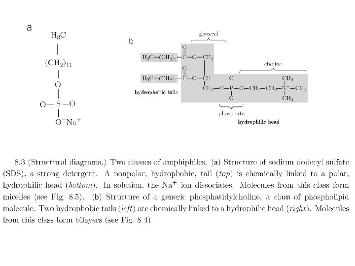 Introduction to Biophysics Lecture 9 Diffusion through membrane