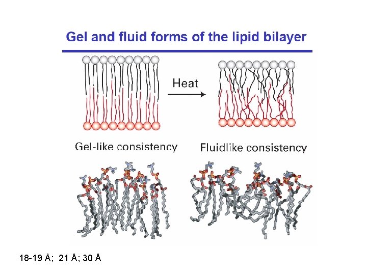 Introduction to Biophysics Lecture 9 Diffusion through membrane