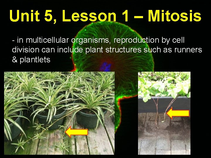 Learning Objectives I can describe the function of