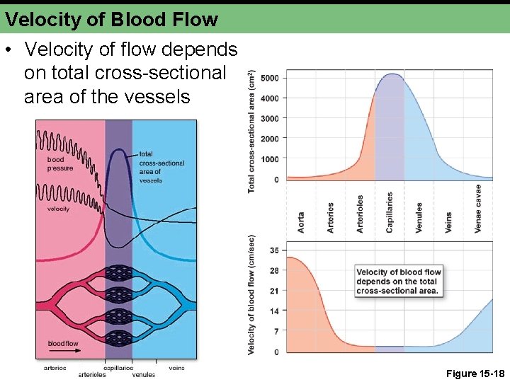 Chapter 15 b Blood Flow and the Control