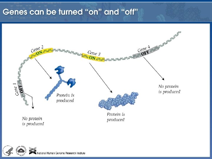 20 2 Gene Expression Protein Synthesis Biology 30