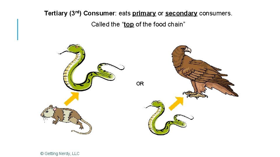 FOOD CHAINS AND FOOD WEBS YOU ARE WHAT