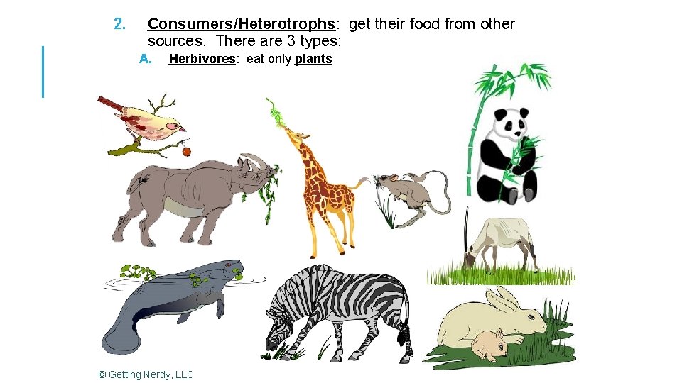 FOOD CHAINS AND FOOD WEBS YOU ARE WHAT
