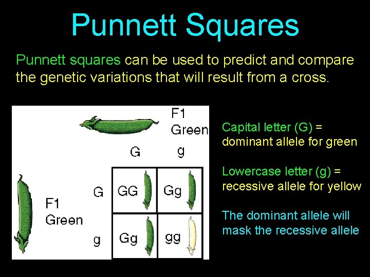 Genetics and Probability Learning Objectives Describe how geneticists
